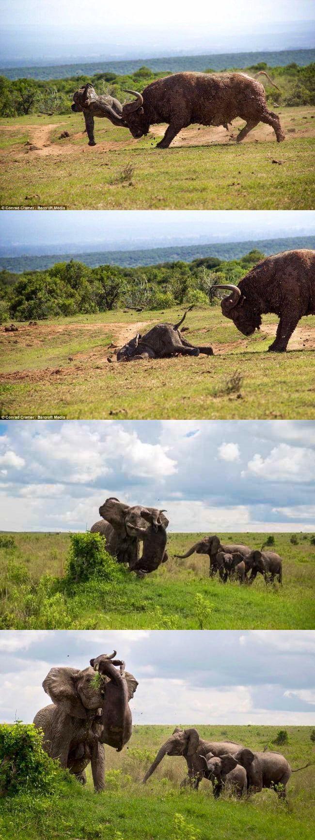 동물계의 존윅, 테이큰 ㅋㅋㅋ > 자유게시판 | 헬븐넷
